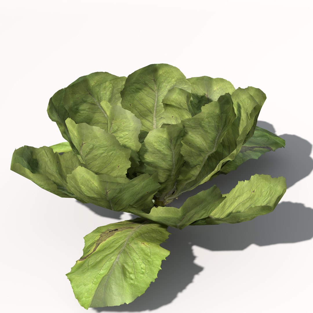 Xfrogplants Lettuce Plant 3d Model