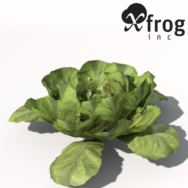 Lettuce SketchUp Models for Download | TurboSquid
