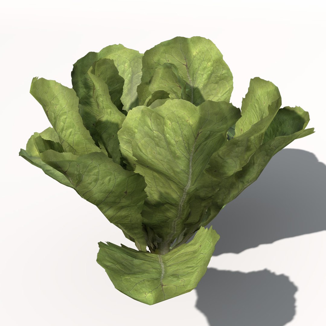 Xfrogplants Lettuce Plant 3d Model