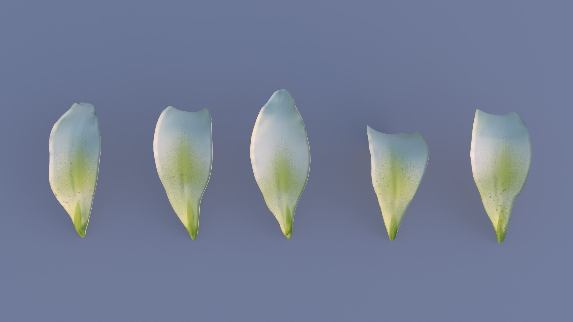3D Lily Petals In 5 Colors Model - TurboSquid 2362774