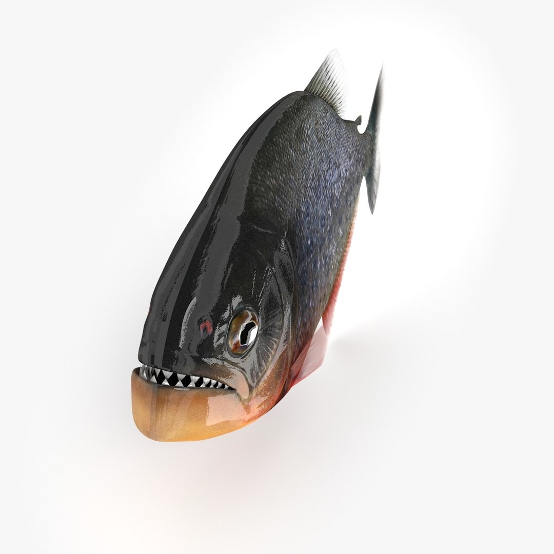 3d Piranha Fish Piran Piranya Model