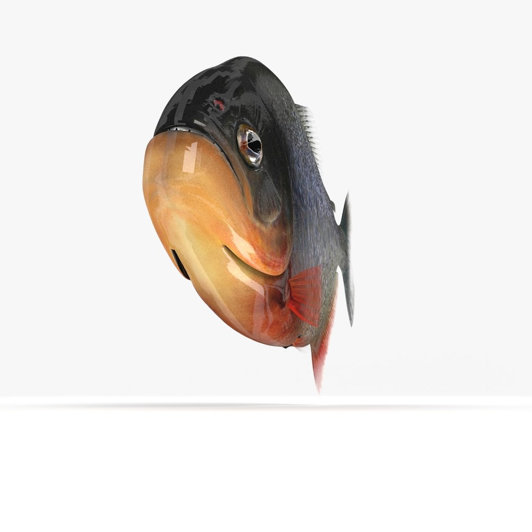 3d Piranha Fish Piran Piranya Model