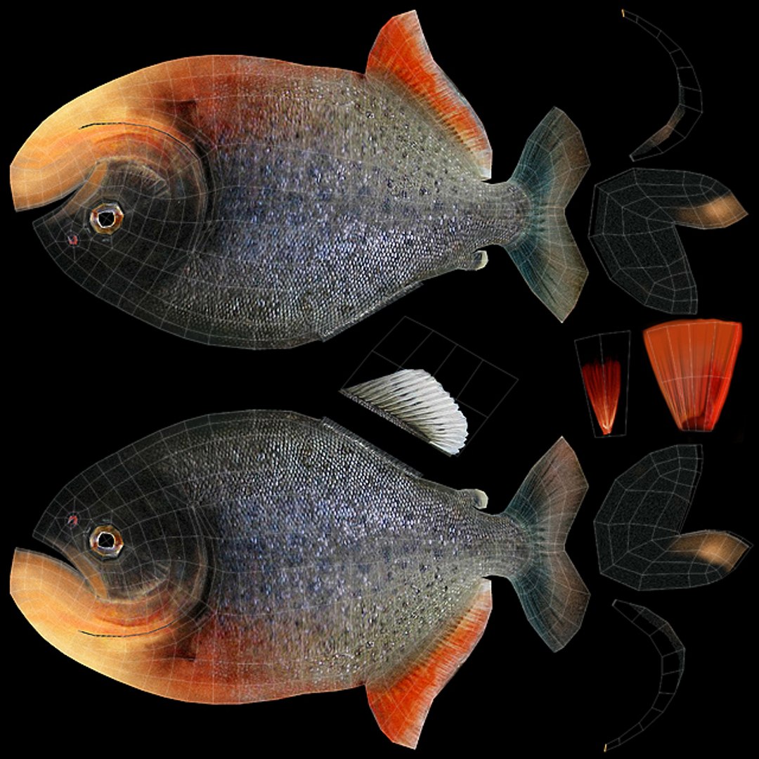 3d Piranha Fish Piran Piranya Model