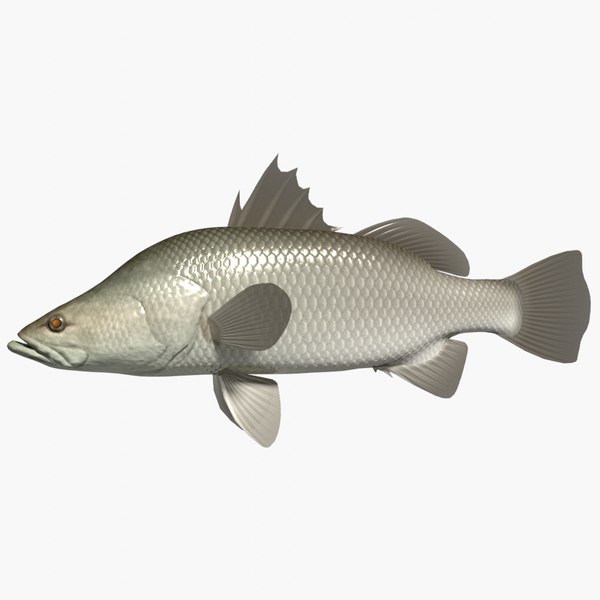 Barramundi 3D Models for Download | TurboSquid