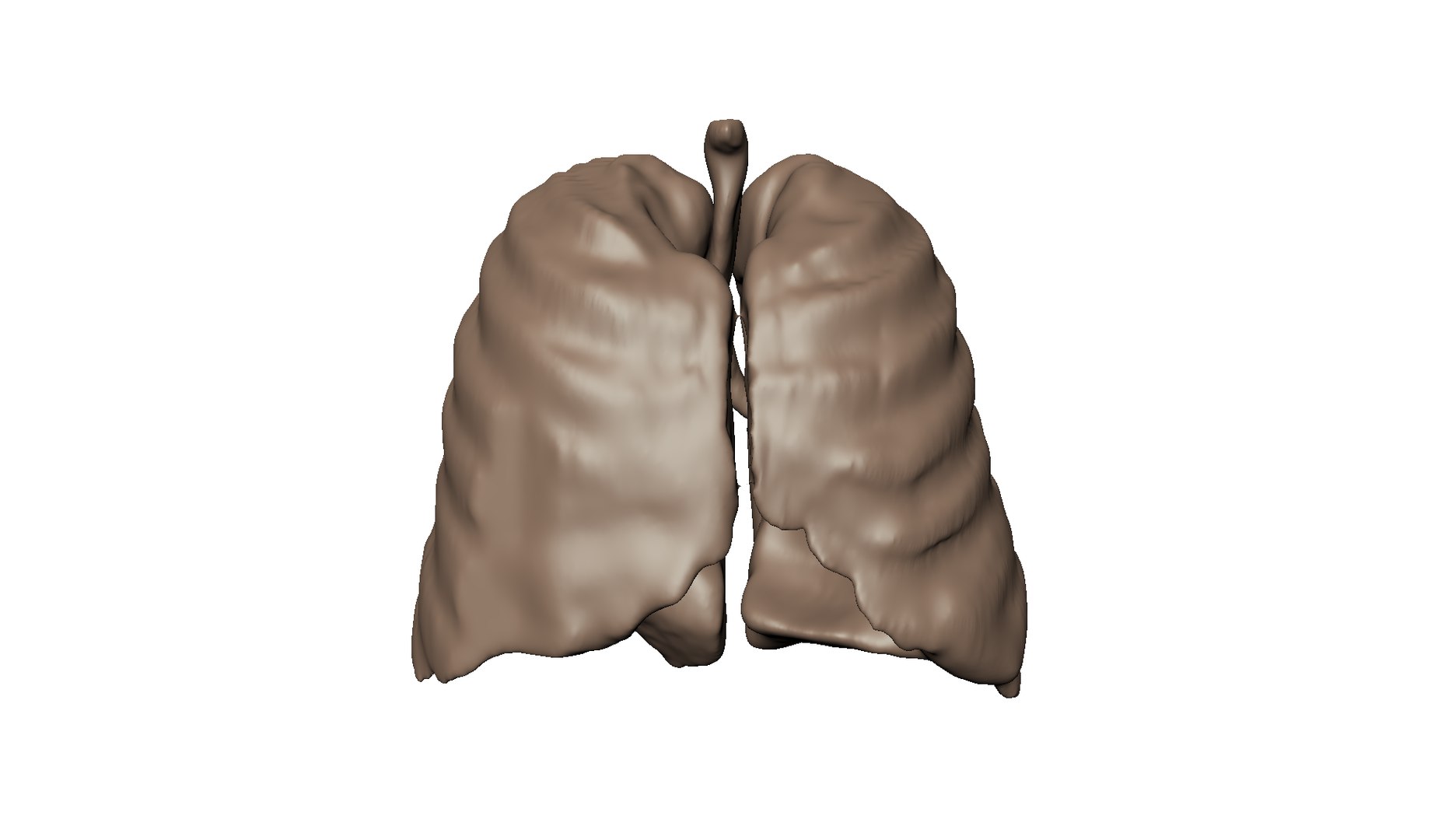 Real Human Lungs Cast 3D Model - TurboSquid 1382344