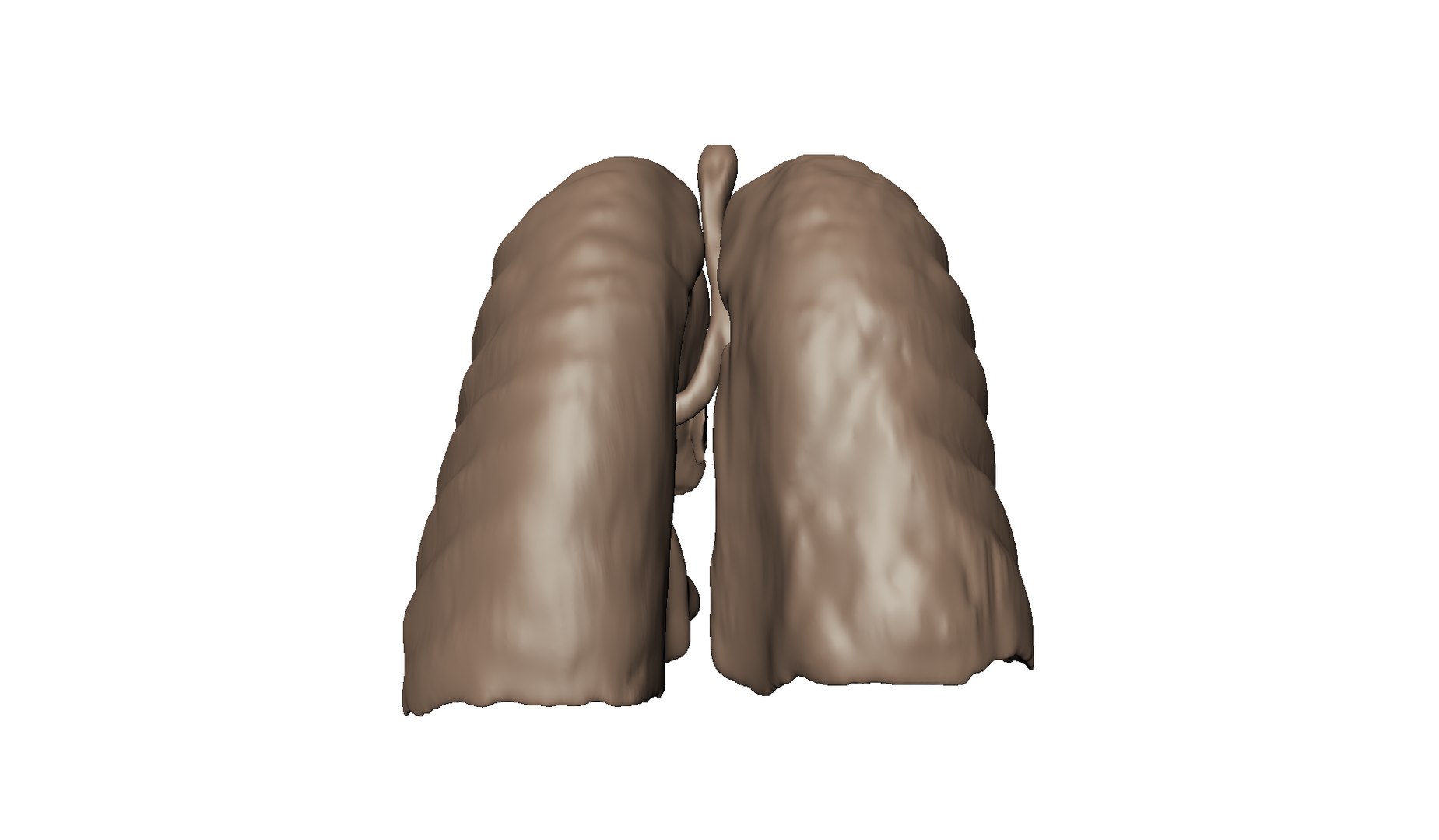 Real Human Lungs Cast 3D Model - TurboSquid 1382344