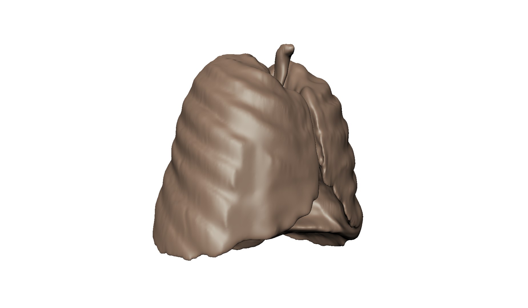 Real Human Lungs Cast 3D Model - TurboSquid 1382344