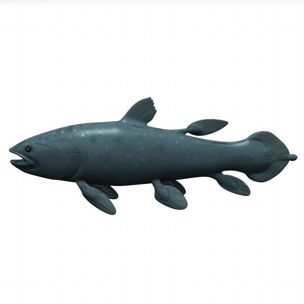 Coelacanth 3D Models for Download | TurboSquid