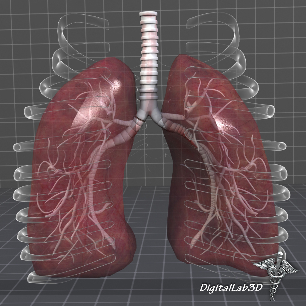 modelo 3d Anatomía de los pulmones - TurboSquid 538283