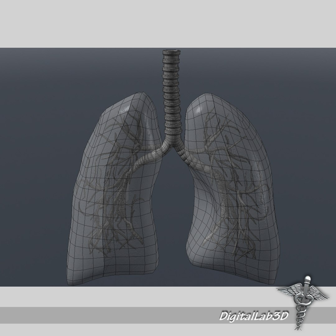 Human Lungs Anatomy 3d Model