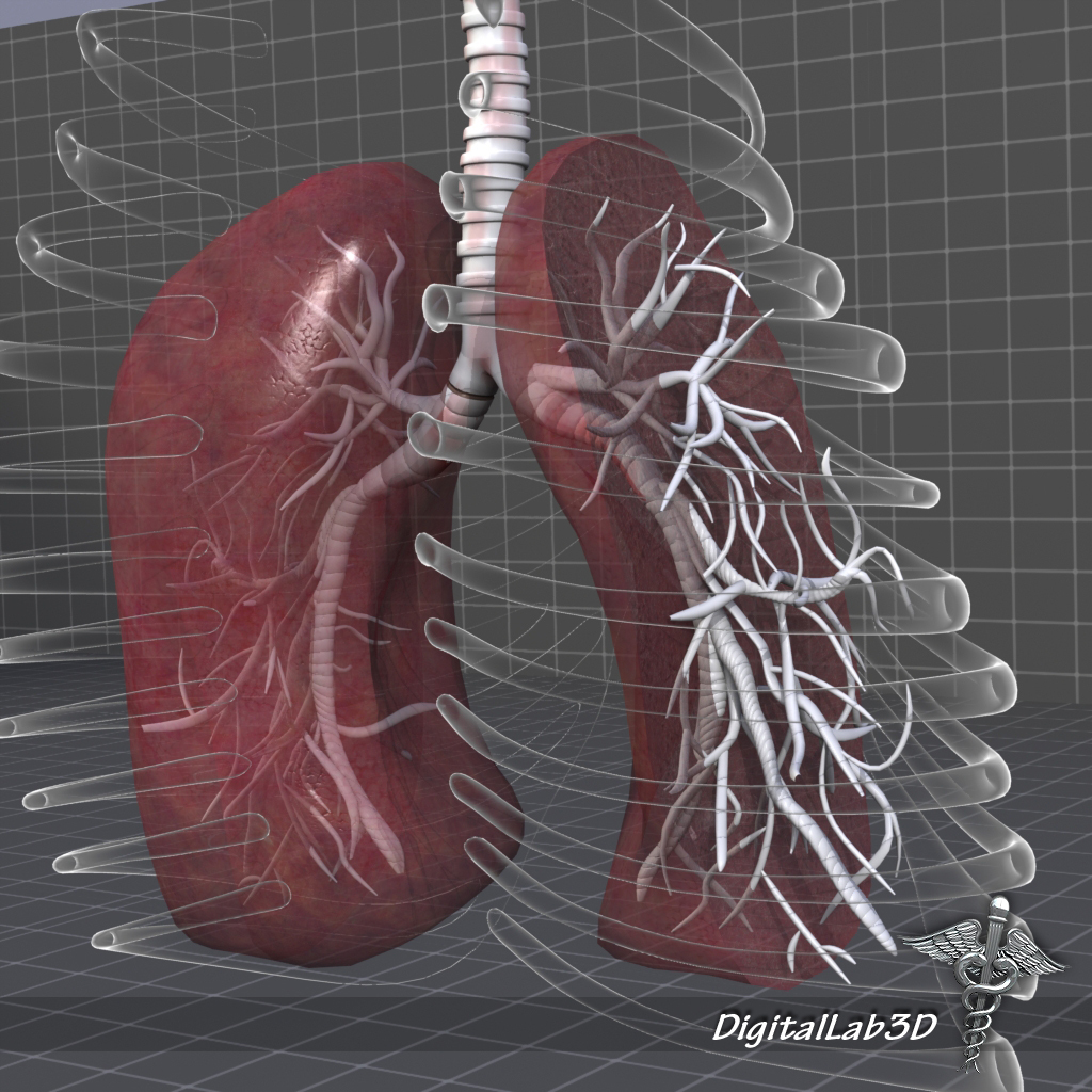 modelo 3d Anatomía de los pulmones - TurboSquid 538283