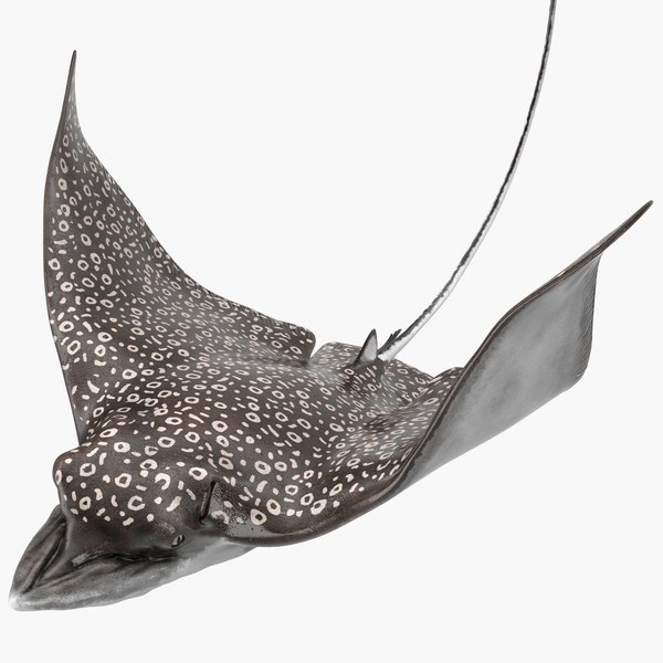 modelo 3d Eagle Ray Rigged - TurboSquid 1069784