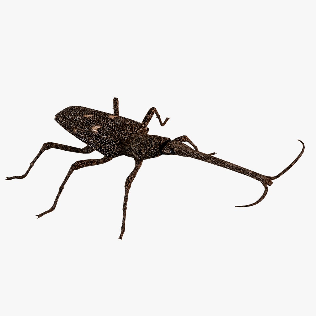 3D new zealand giraffe weevil model - TurboSquid 1321100