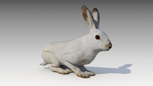 3D Hare Models | TurboSquid