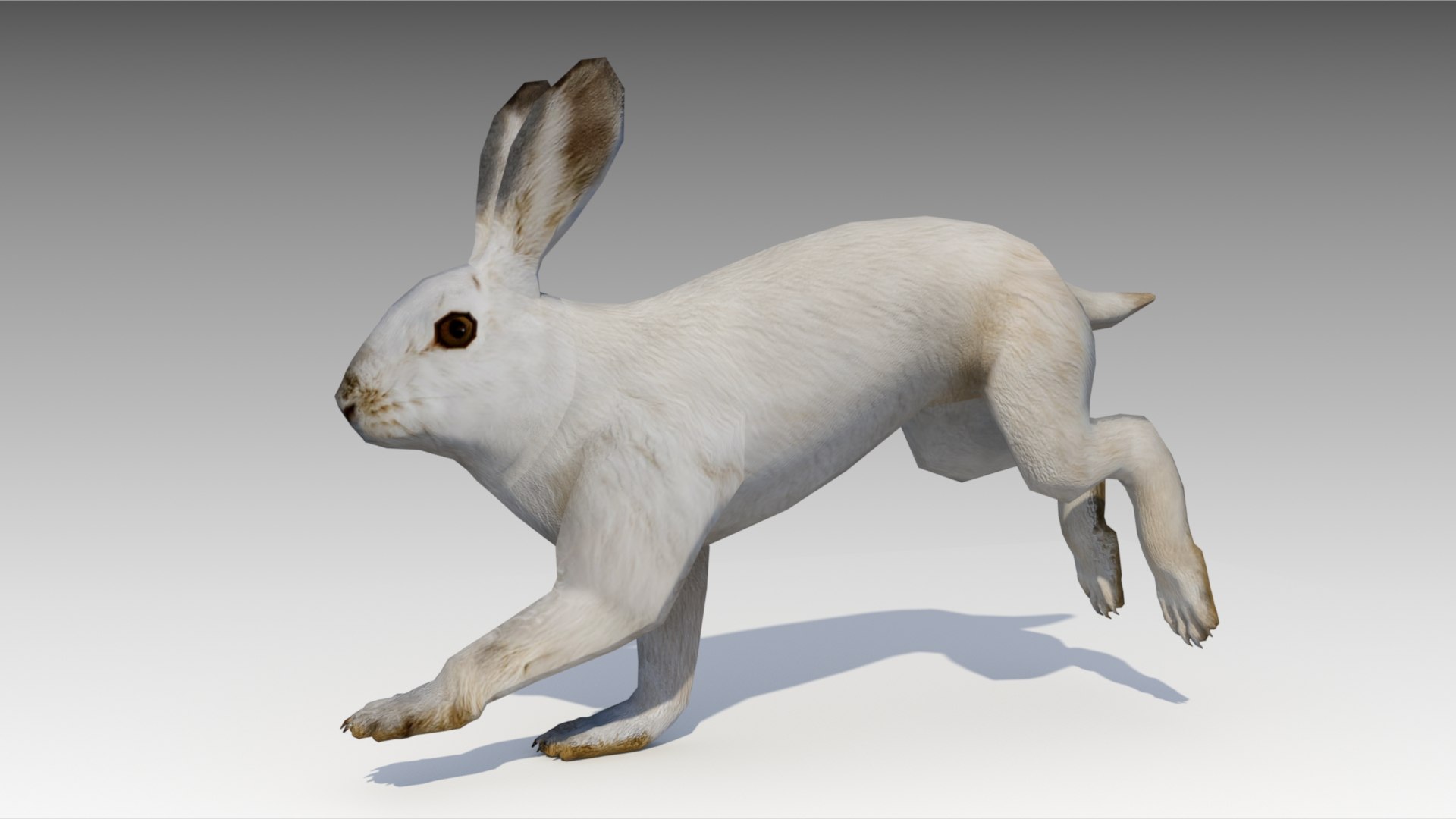 Arctic Hare Model - TurboSquid 1225320