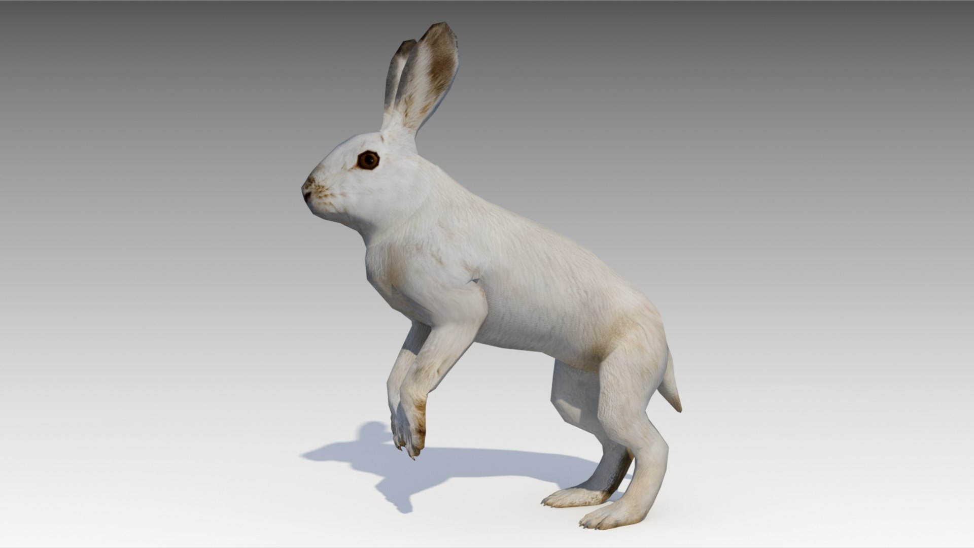 Arctic Hare Model - TurboSquid 1225320