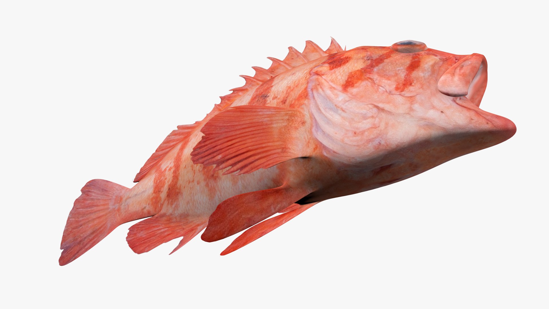 Tiger Rockfish Pink 3D Model - TurboSquid 1691852