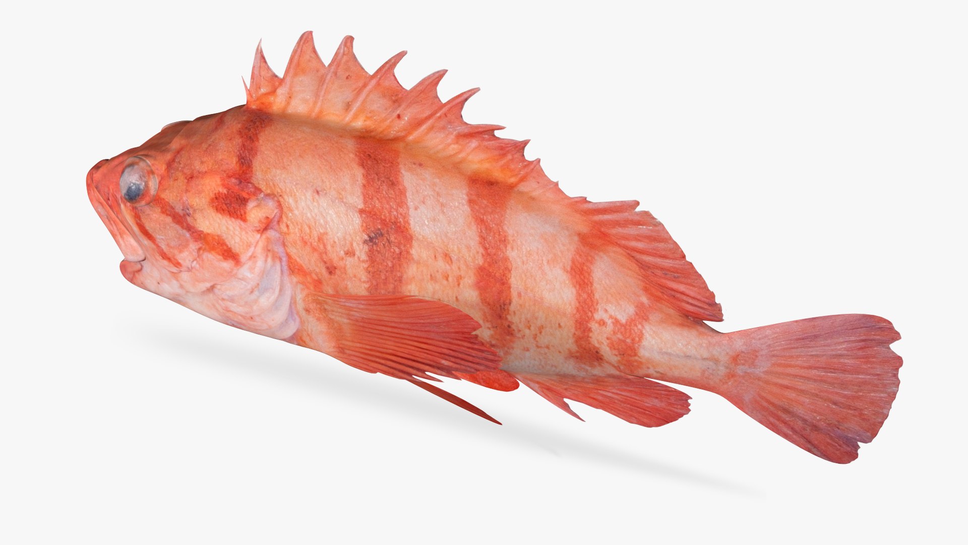 Tiger Rockfish Pink 3D Model - TurboSquid 1691852
