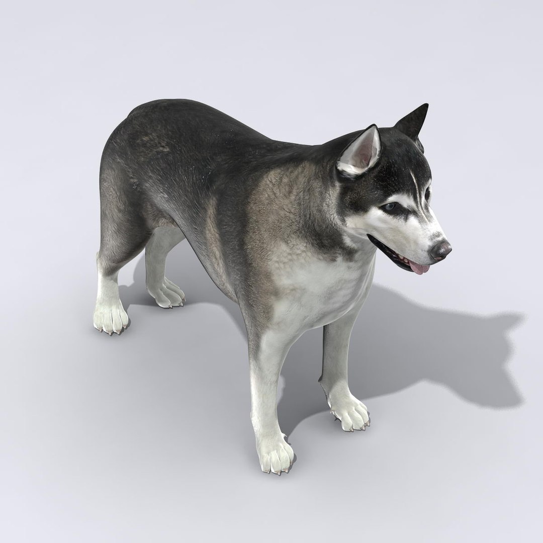 3d Siberian Husky
