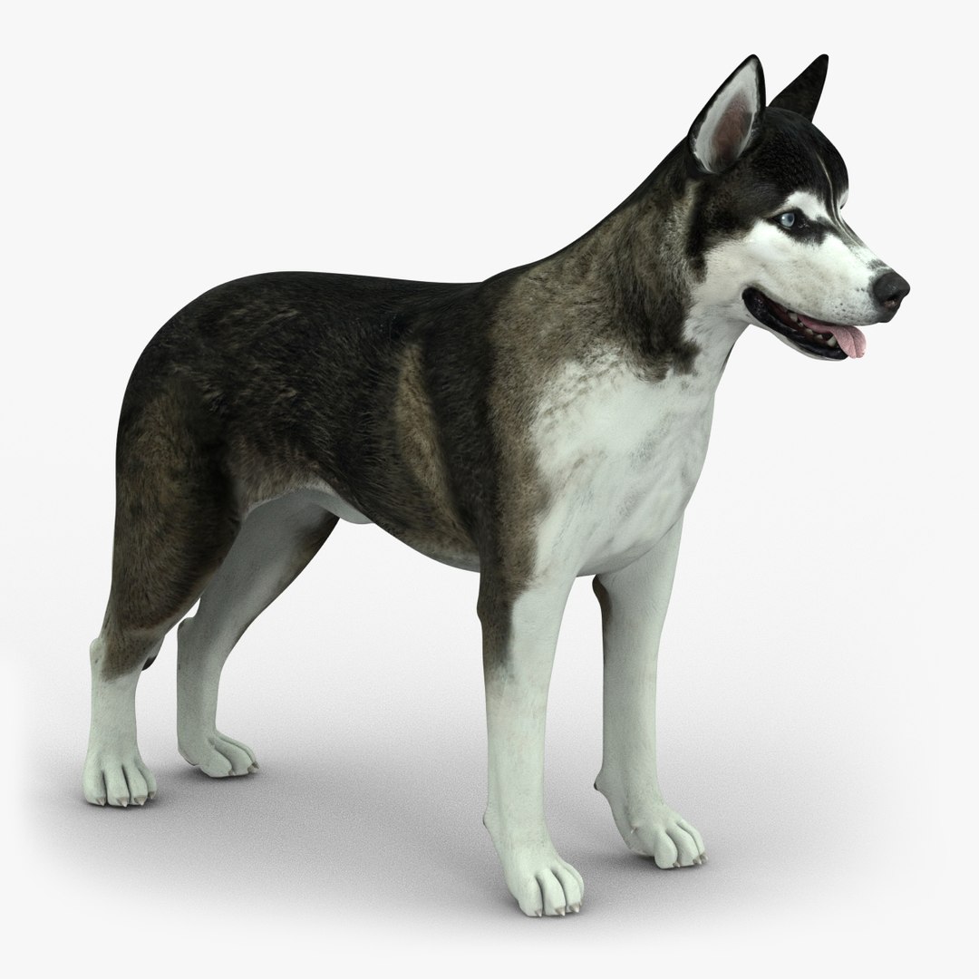 3d Siberian Husky