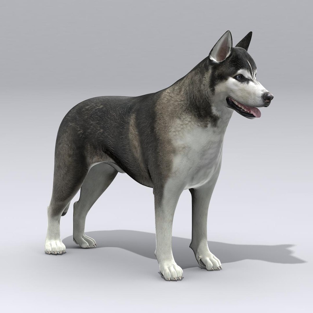 3d Siberian Husky
