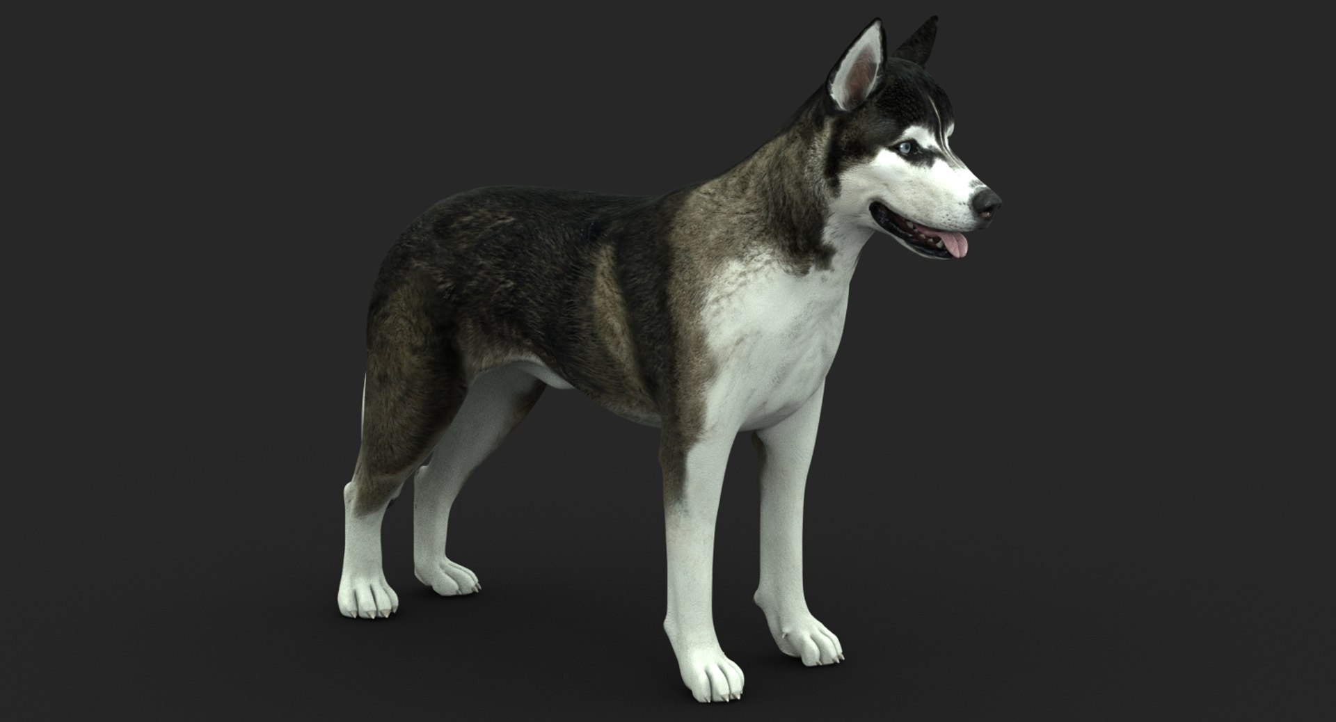 3d Siberian Husky