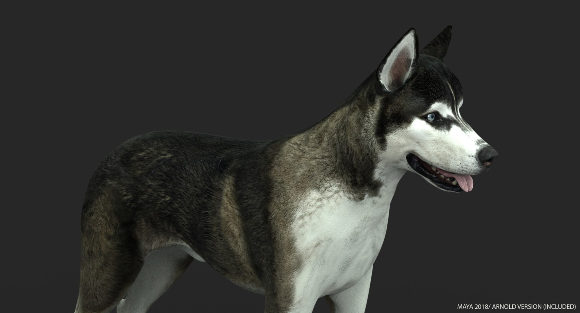 3d Siberian Husky