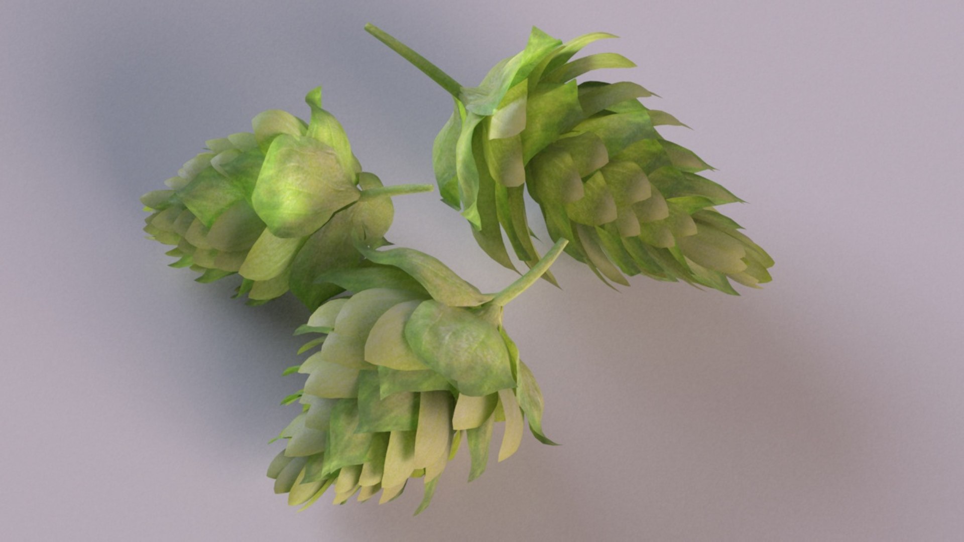 Hops Beer Plant Flower 3D - TurboSquid 1438039