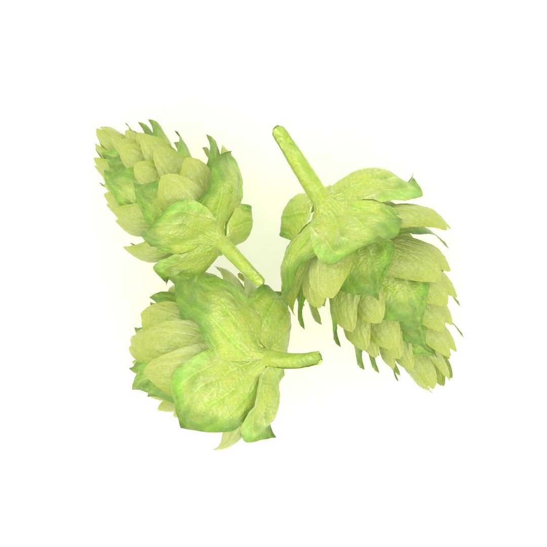 Hops Beer Plant Flower 3D - TurboSquid 1438039