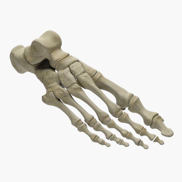 Skeletal Foot 3D Models for Download | TurboSquid