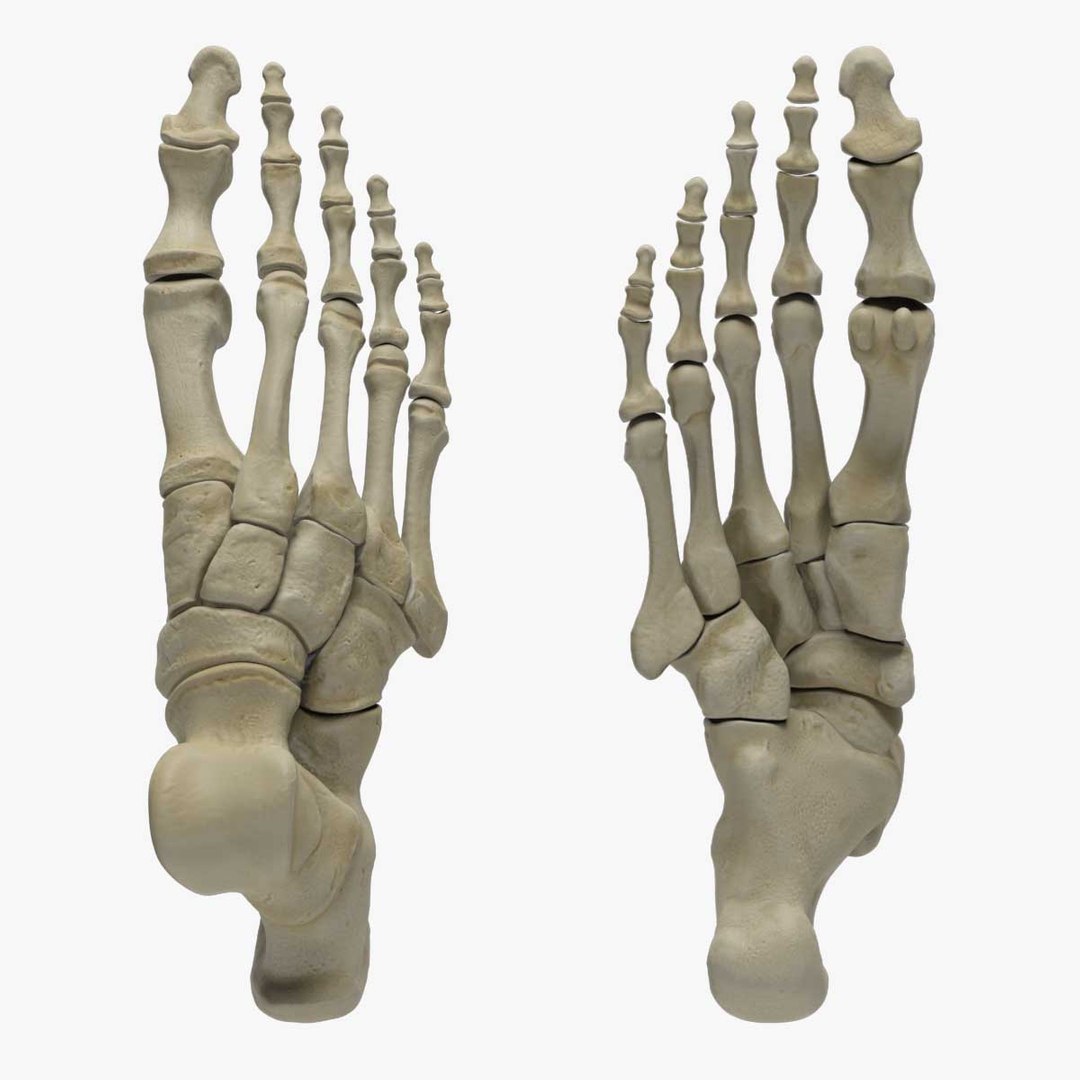 3d Foot Skeleton