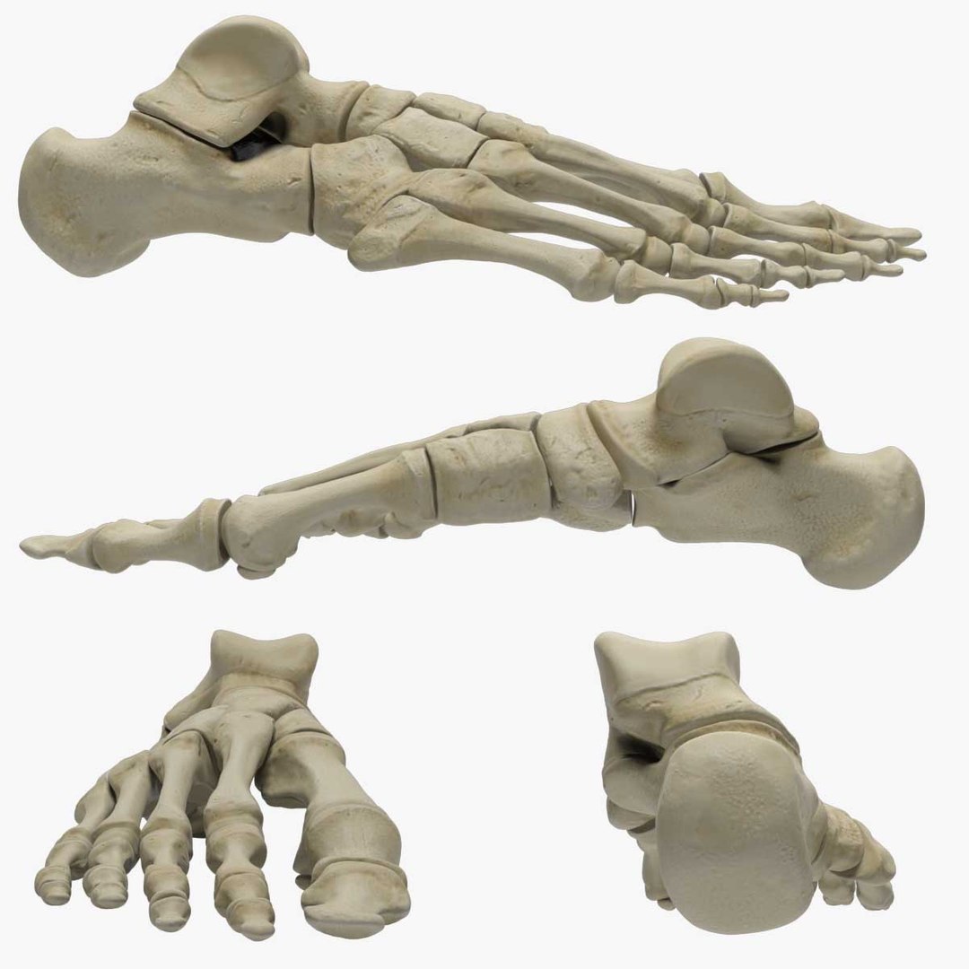 3d Foot Skeleton