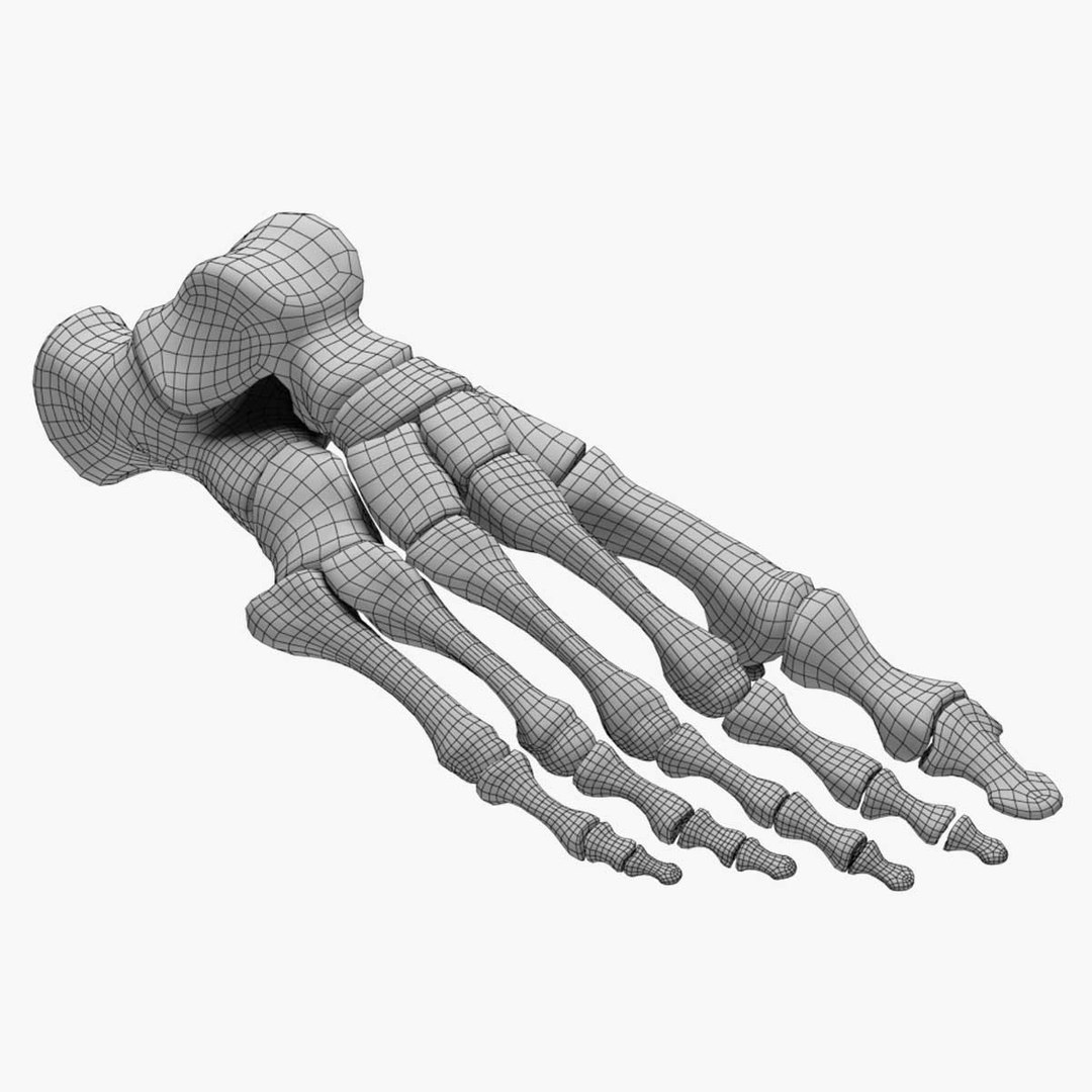 3d Foot Skeleton