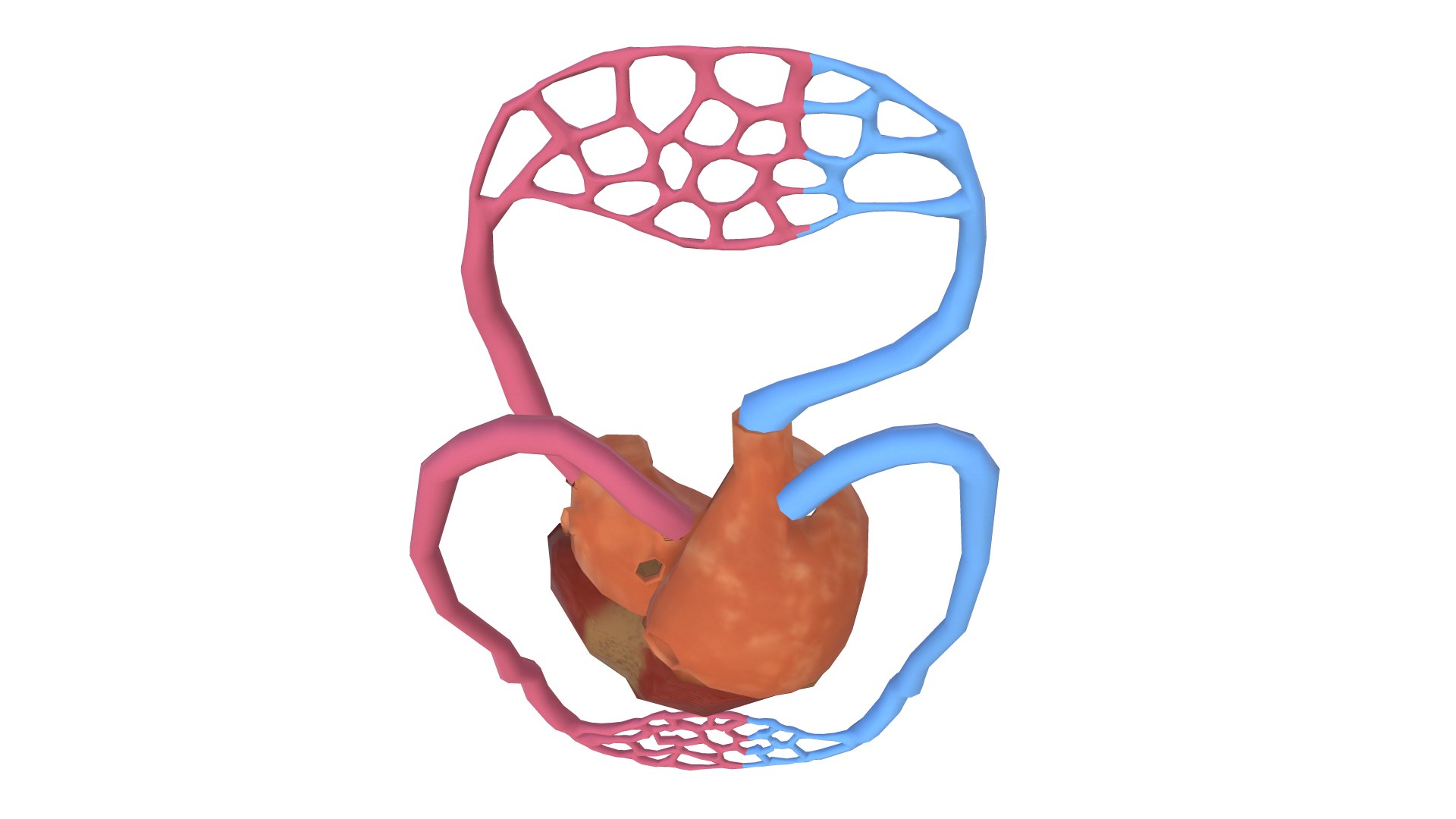 3D model Circulatory Heart - TurboSquid 2172798