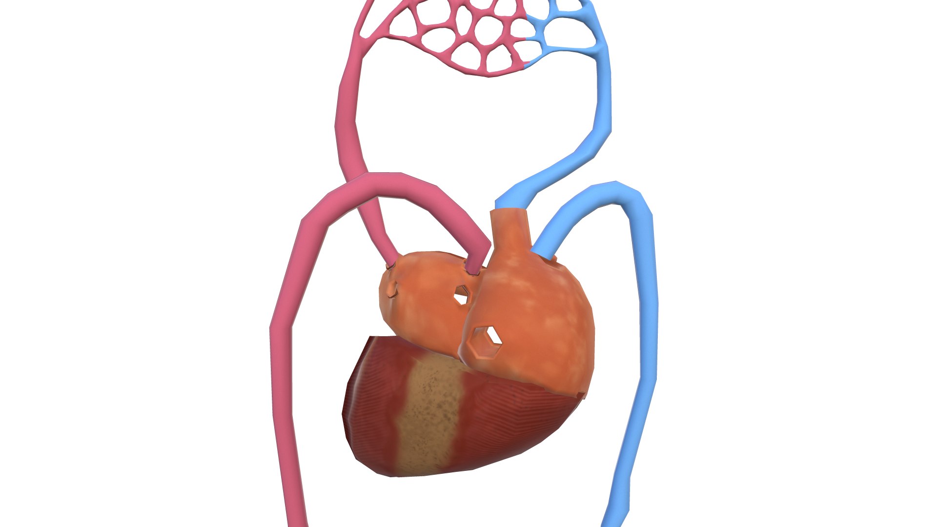 3D model Circulatory Heart - TurboSquid 2172798