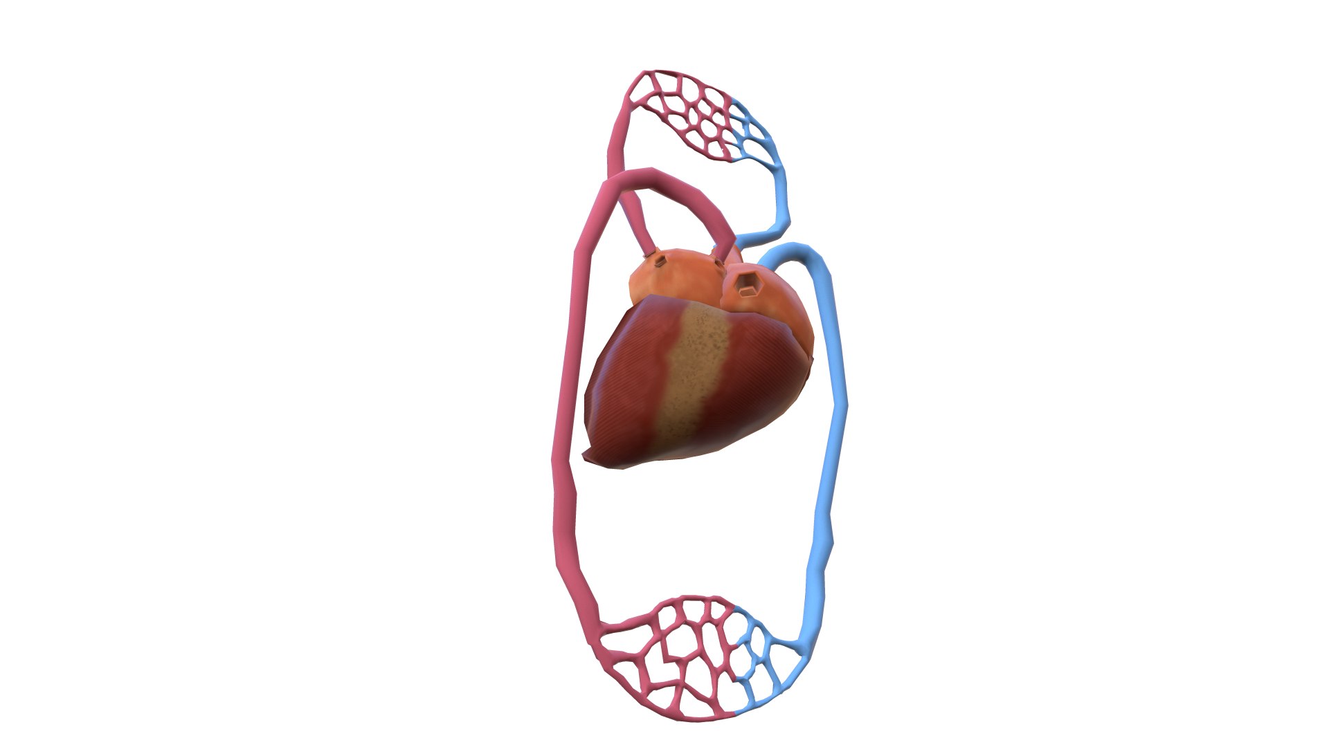 3D model Circulatory Heart - TurboSquid 2172798
