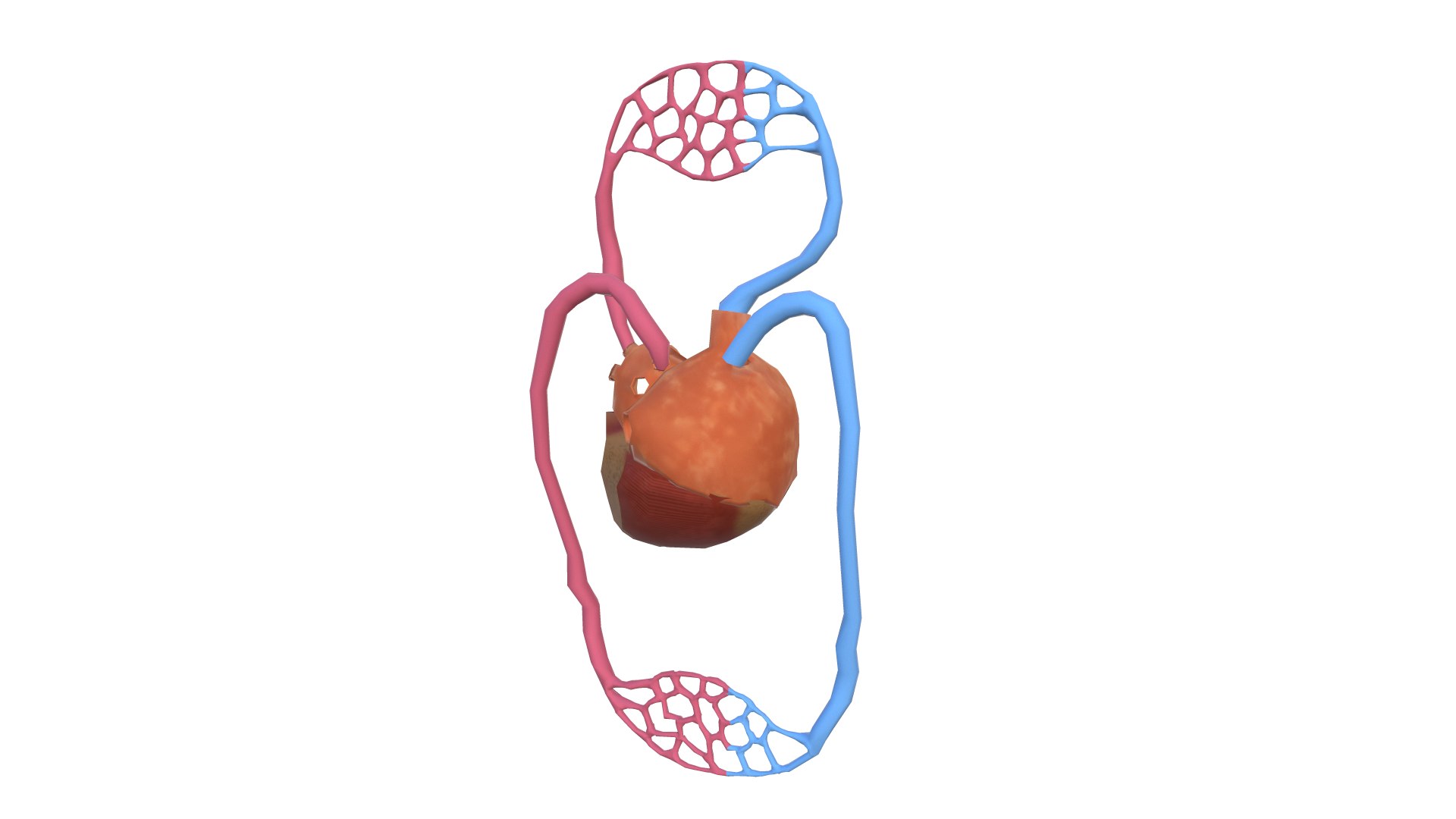 3D model Circulatory Heart - TurboSquid 2172798