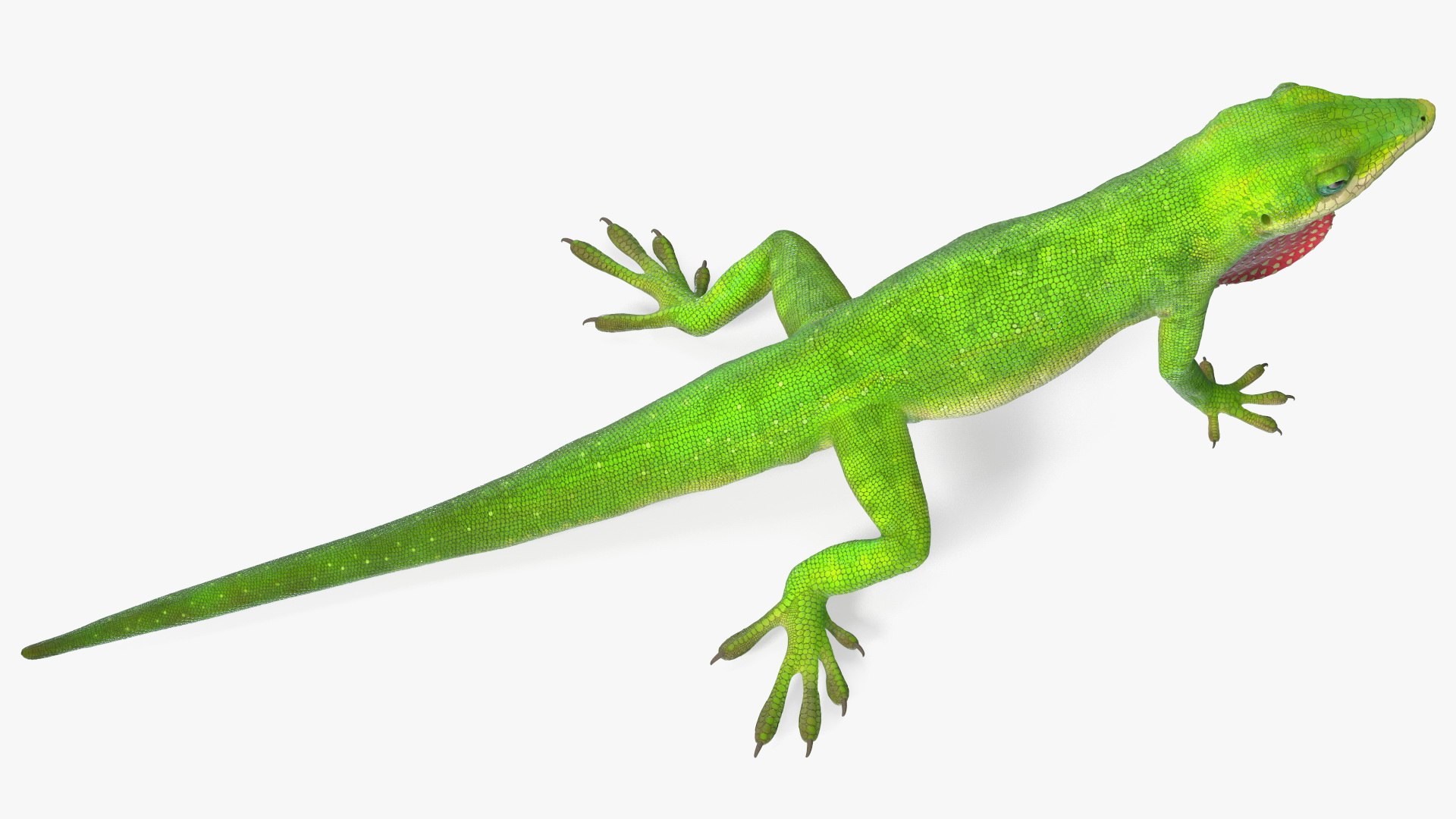 Max Carolina Anole Lizard Rigged