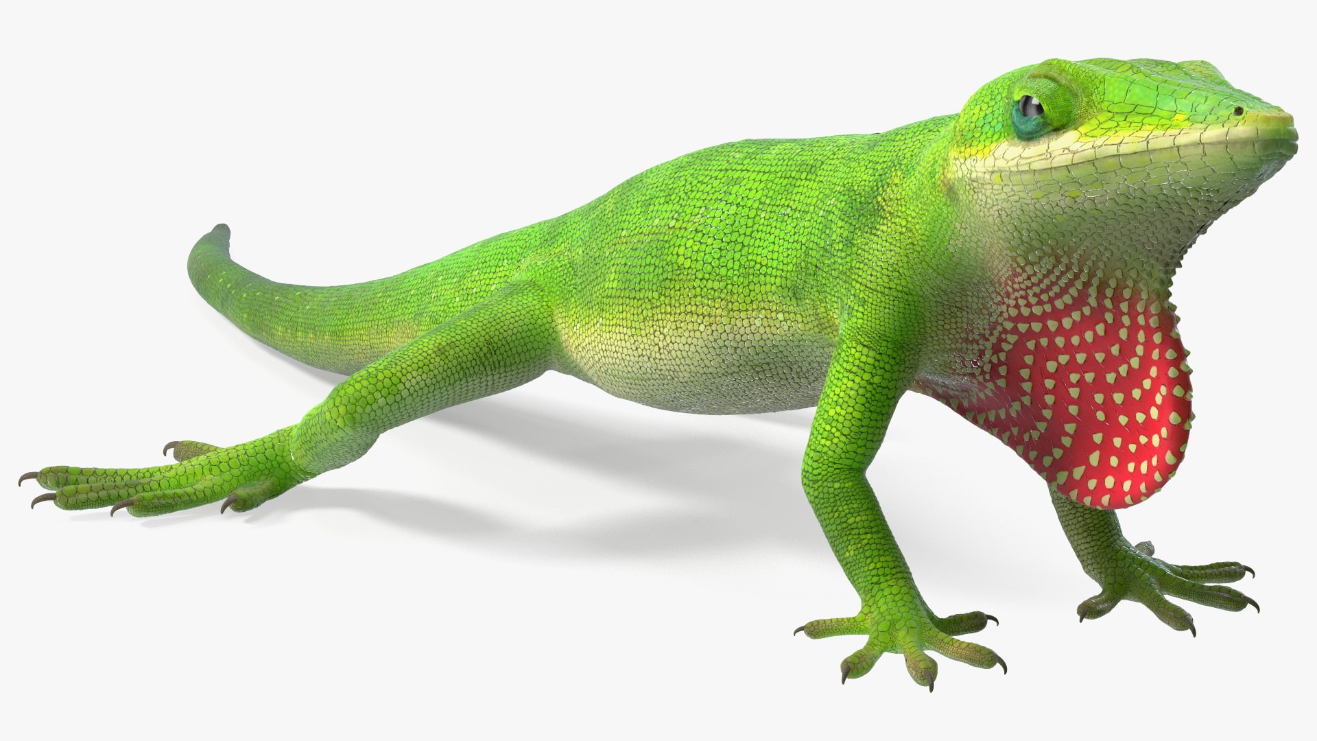 Max Carolina Anole Lizard Rigged