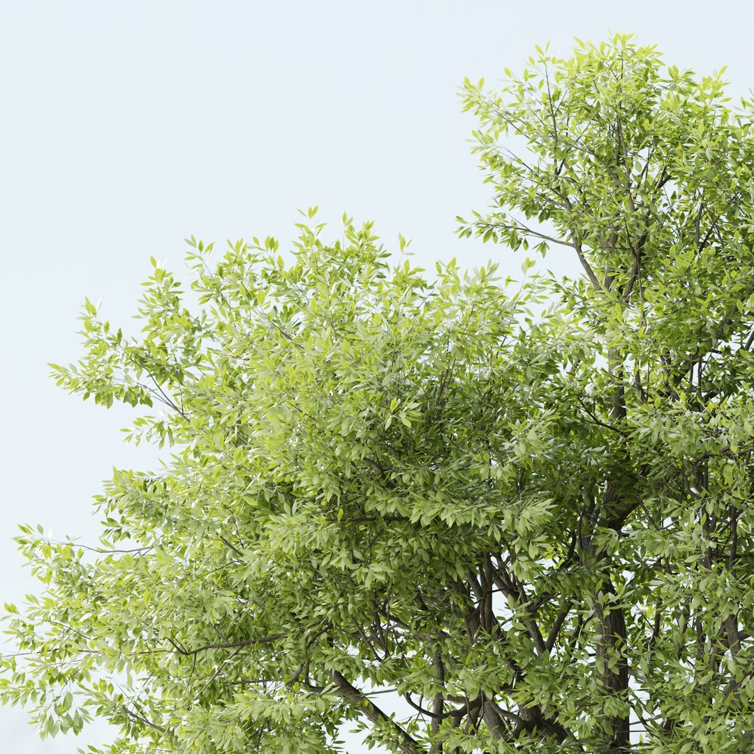 3D Paradise Tree Vol 94-Blender Model - TurboSquid 2133942