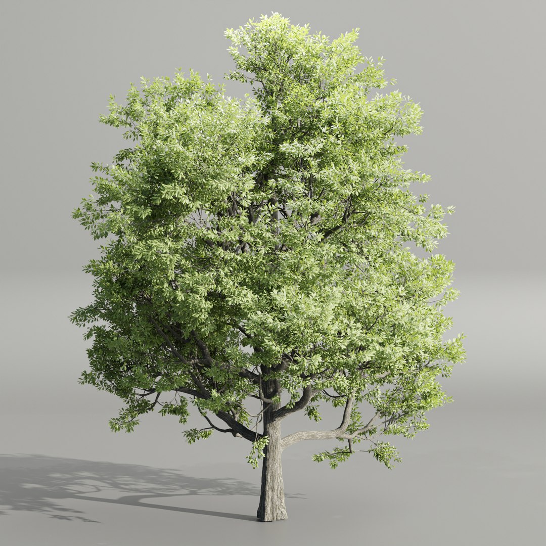 3D Paradise Tree Vol 94-Blender Model - TurboSquid 2133942