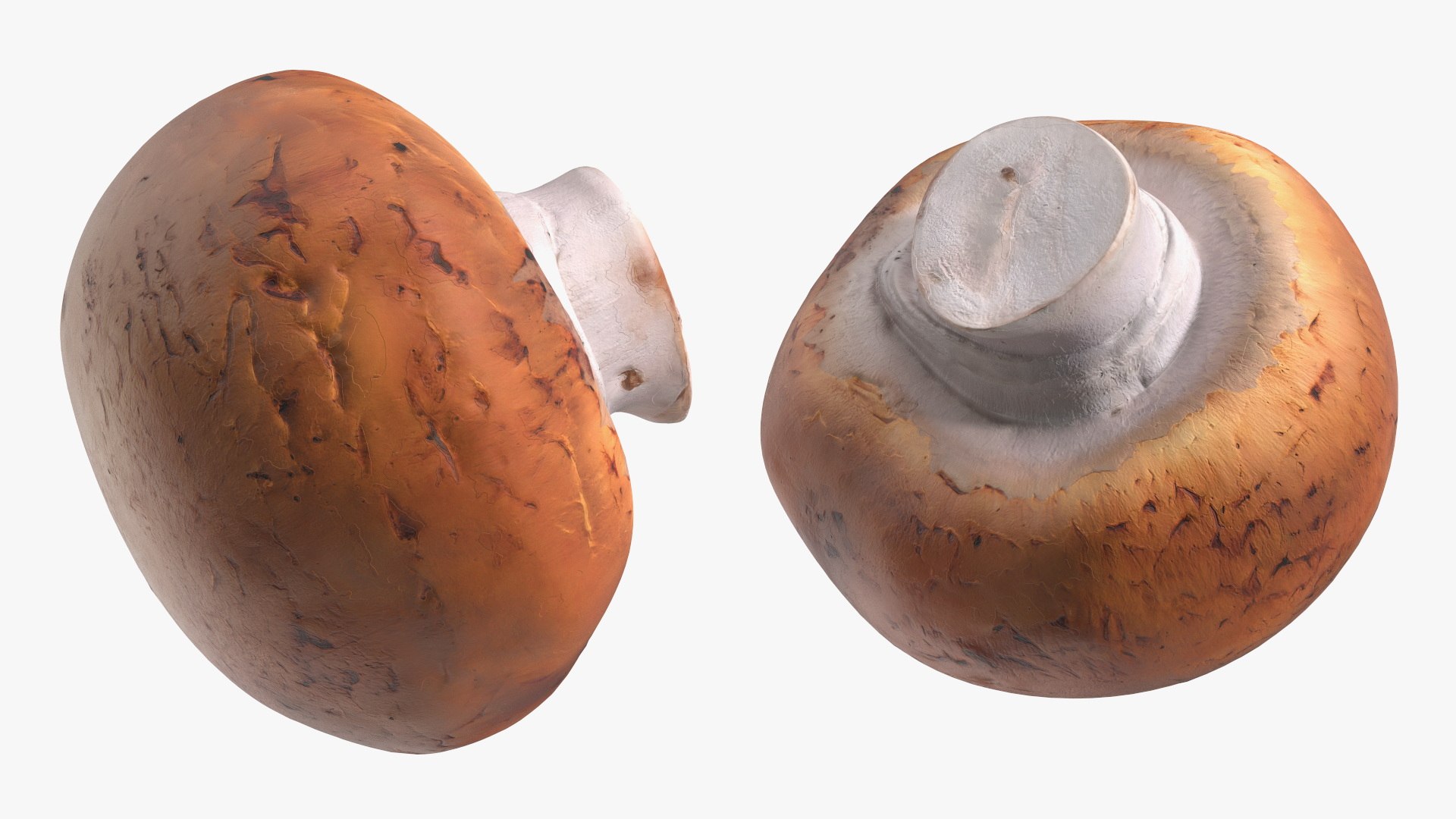 3D Brown Champignon Mushroom - TurboSquid 2384069