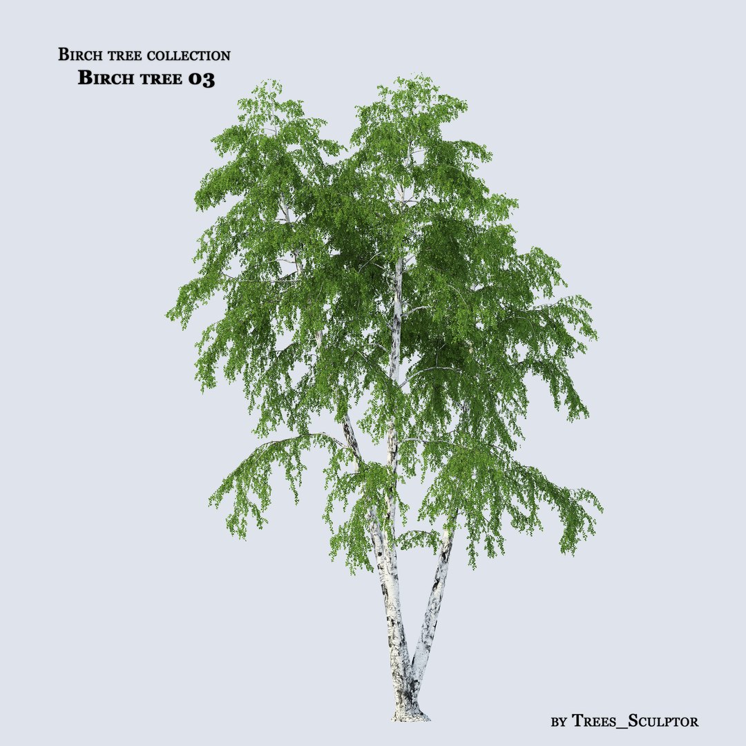 3d Birch Tree Model