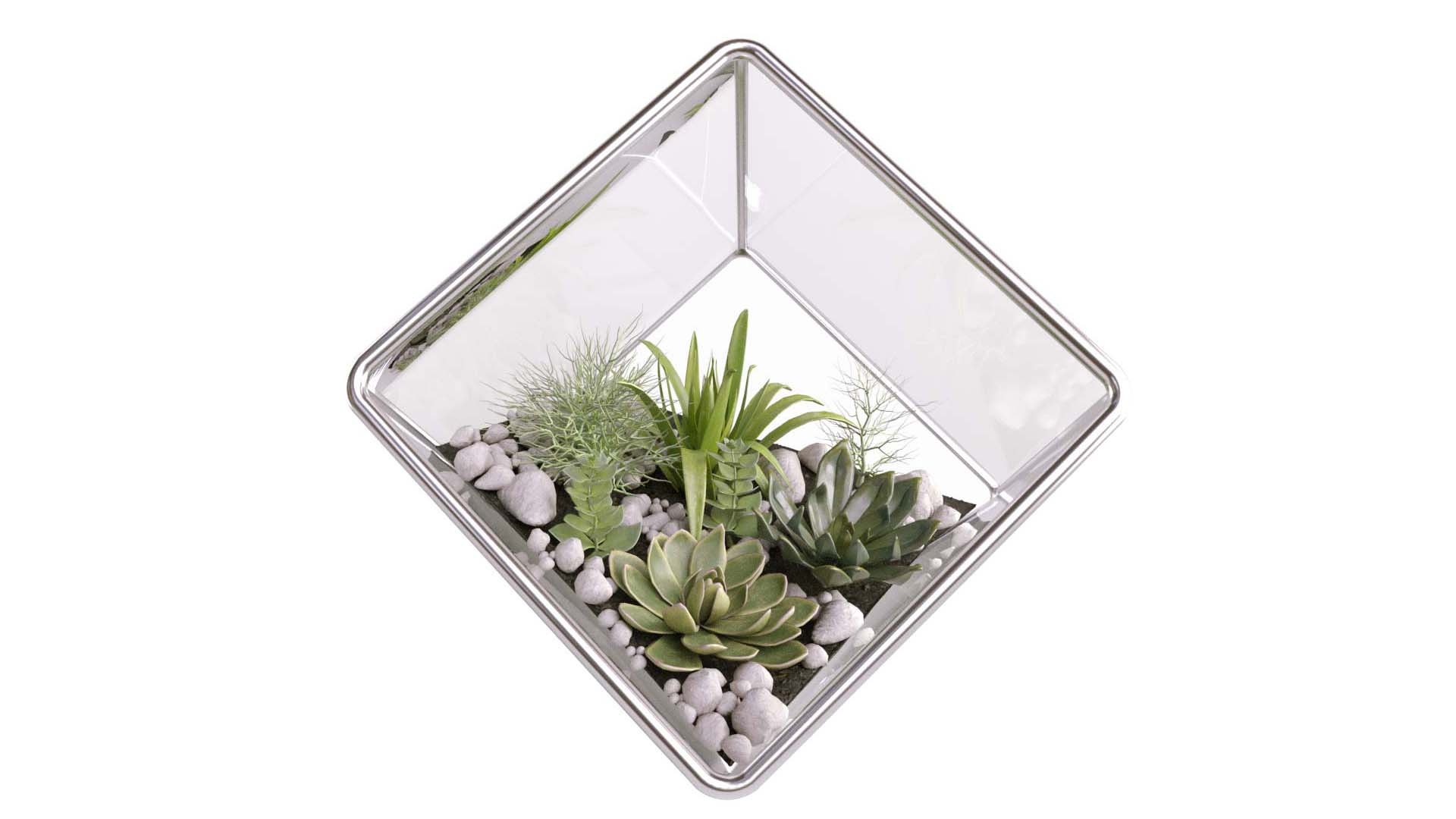 3D model Florarium cube with succulents - TurboSquid 1838595