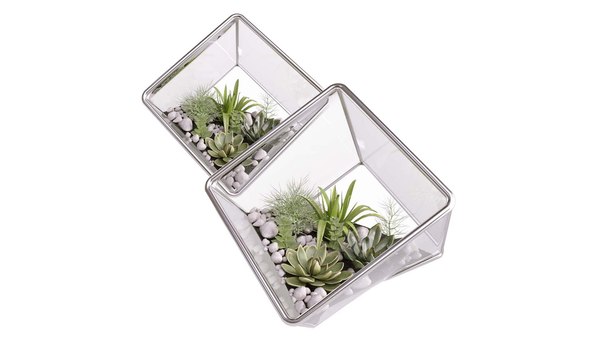 3D model Florarium cube with succulents - TurboSquid 1838595