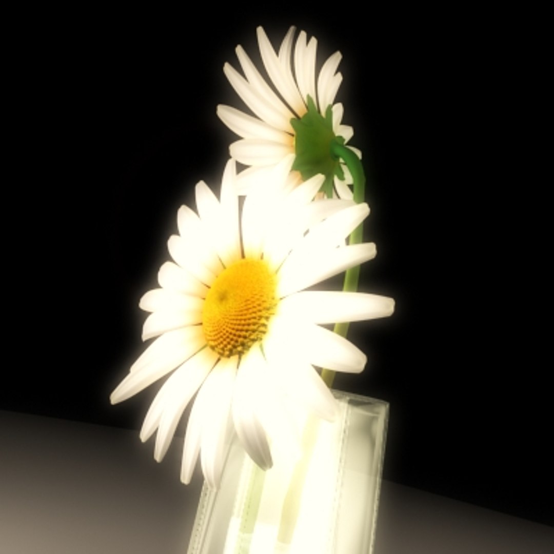 3d model daisies vase