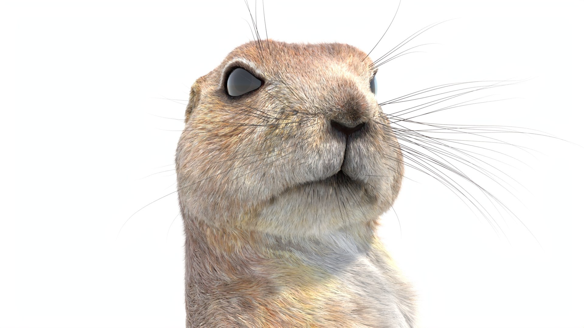 3D Animated Prairie Dog With Fur Model - TurboSquid 2279560