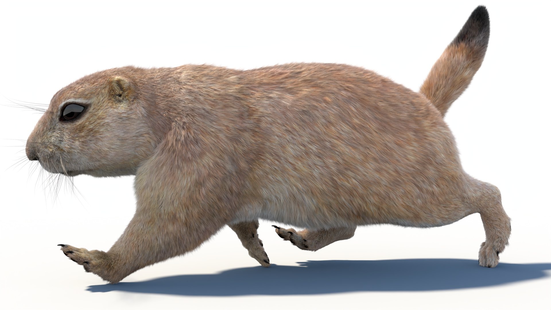 3D Animated Prairie Dog With Fur Model - TurboSquid 2279560