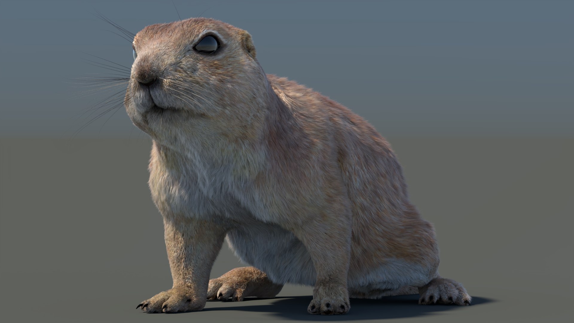 3D Animated Prairie Dog With Fur Model - TurboSquid 2279560