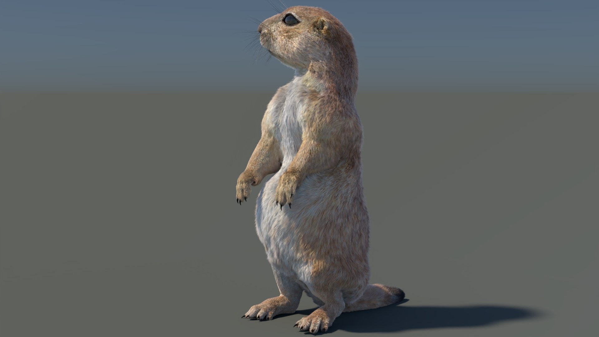 3D Animated Prairie Dog With Fur Model - TurboSquid 2279560
